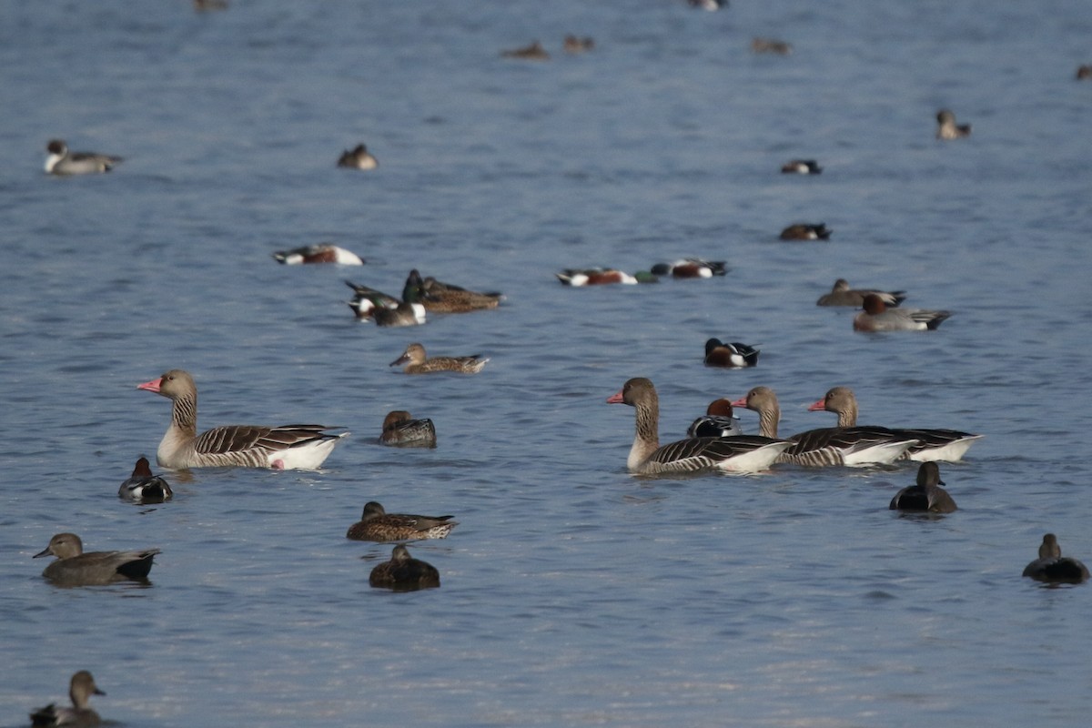 eBird Checklist - 2 Feb 2024 - Mote Majra Lake - 1 species