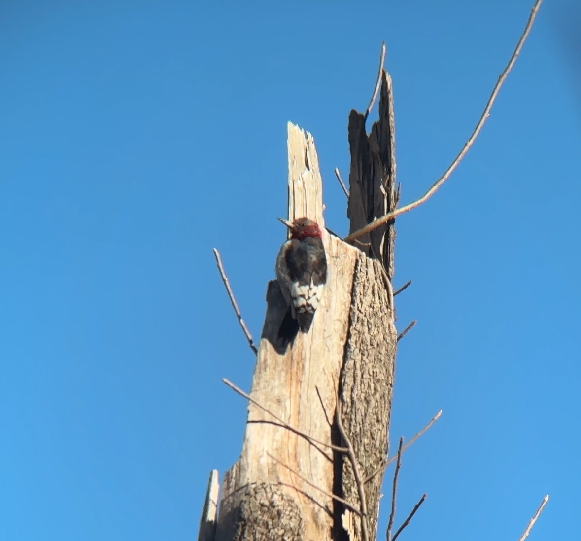 Pennsylvania Bird Atlas Checklist - 4 Feb 2024 - Crows Nest Preserve - 22 species