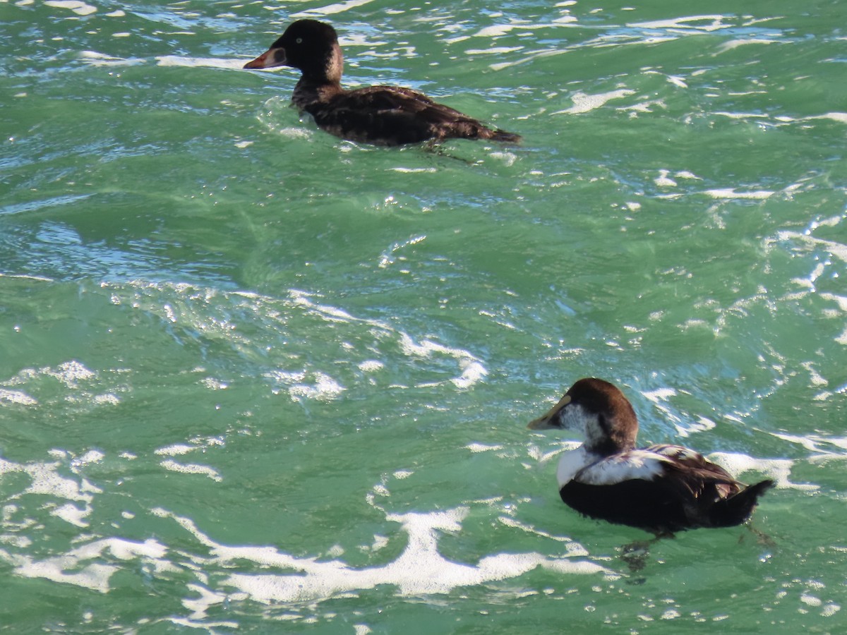 North Carolina Bird Atlas Checklist - 4 Feb 2024 - Nags Head--Jennette ...