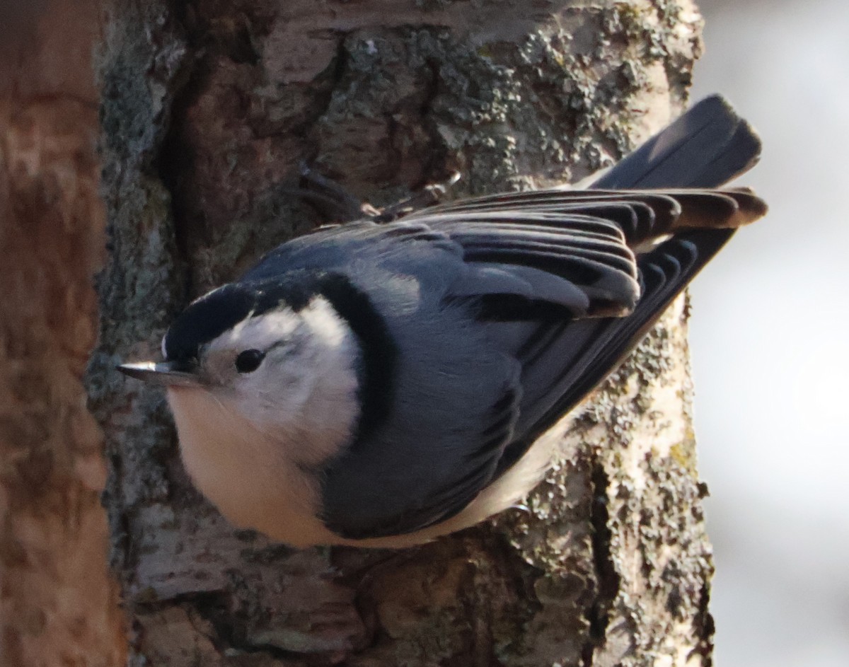 eBird Checklist - 4 Feb 2024 - Montrose Point Bird Sanctuary, Lincoln ...