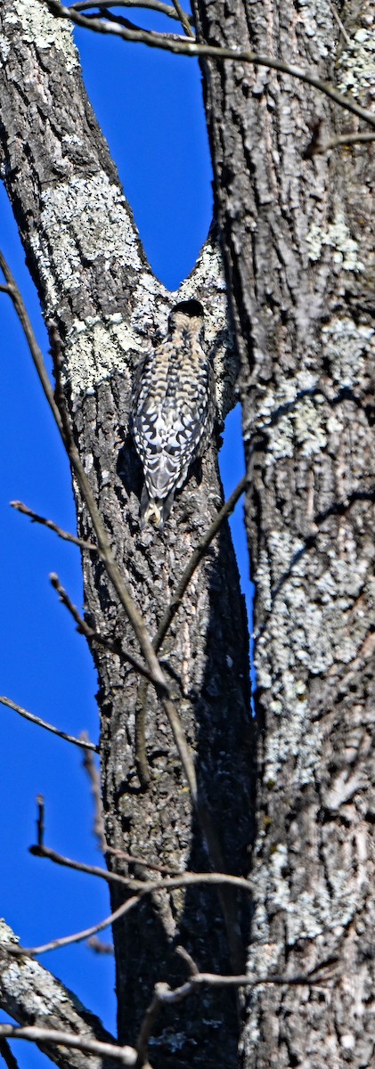 Pennsylvania Bird Atlas Checklist - 3 Feb 2024 - Richard M. Nixon County Park - 7 species (+1 ...