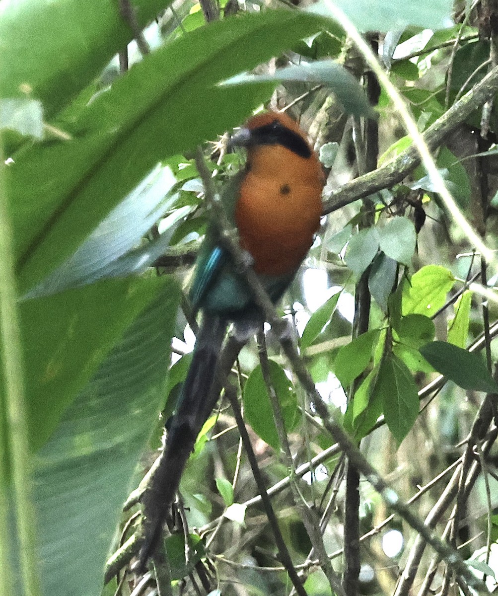 eBird Checklist - 3 Feb 2024 - Arenal--Peninsula road (shortcut to dam ...