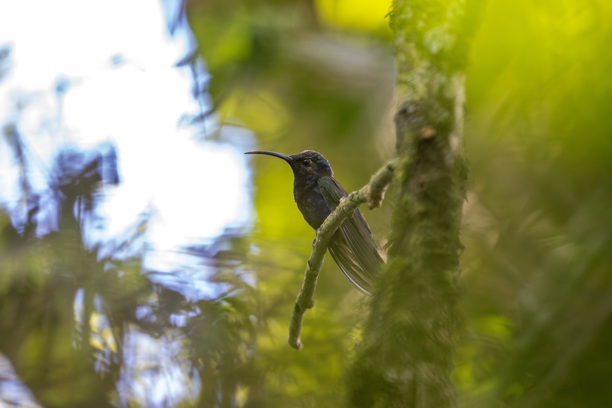 eBird Checklist - 4 Feb 2024 - Parque Ambiental Municipal Río Loro - 51 ...