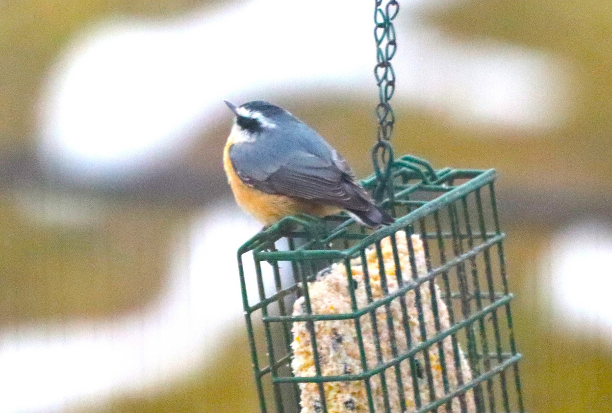 eBird Checklist - 3 Feb 2024 - Tekamah, NE, USA - 1 species