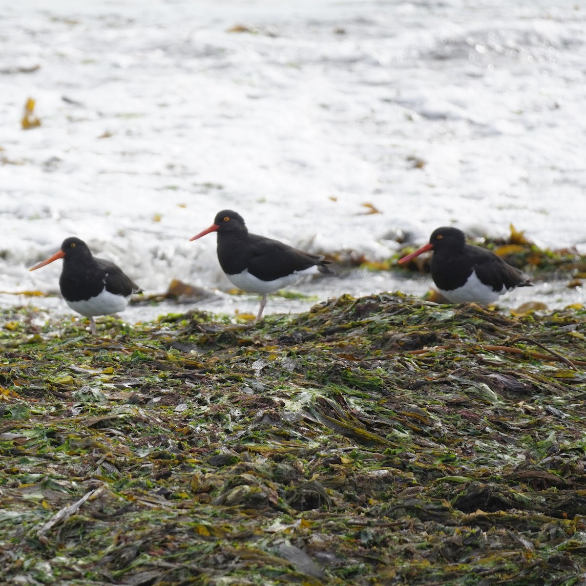 eBird Checklist - 28 Jan 2024 - RNU Costa Norte - 21 species