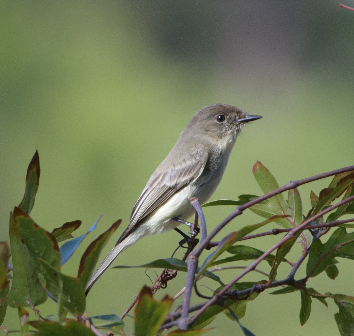 eBird Checklist - 4 Feb 2024 - Fort Morgan State Historic Site - 29 species