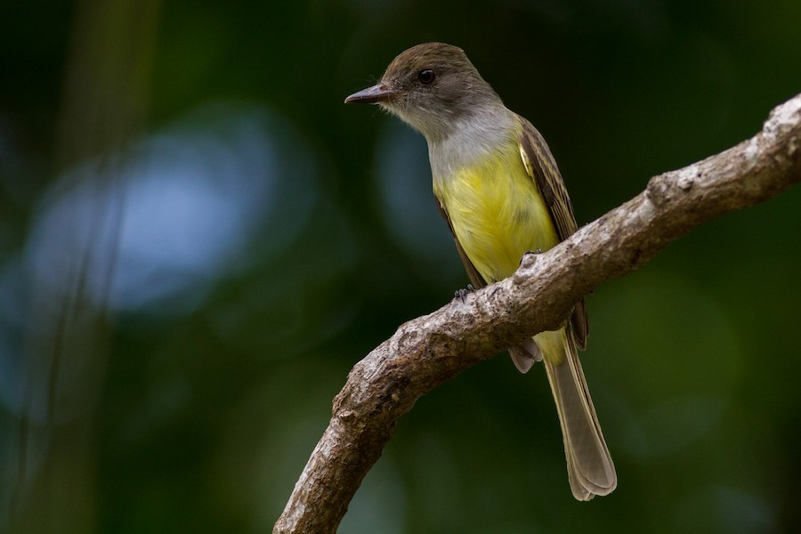 Myiarchus sp. - eBird