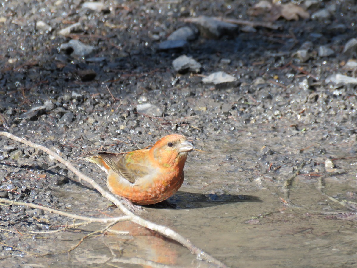 eBird Checklist - 4 Feb 2024 - Raymond B. Winter SP - 3 species