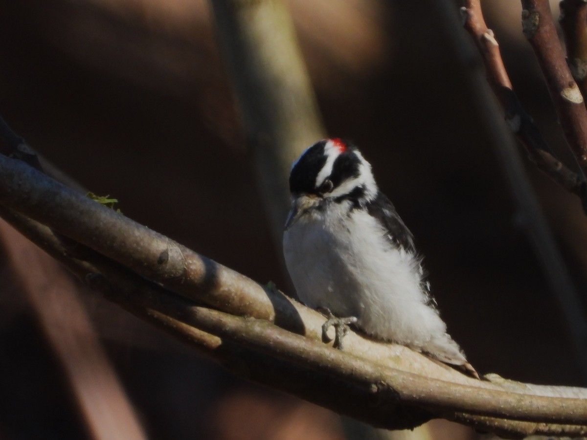 Pennsylvania Bird Atlas Checklist - 4 Feb 2024 - Samuel Justus Recreation Trail - 13 species