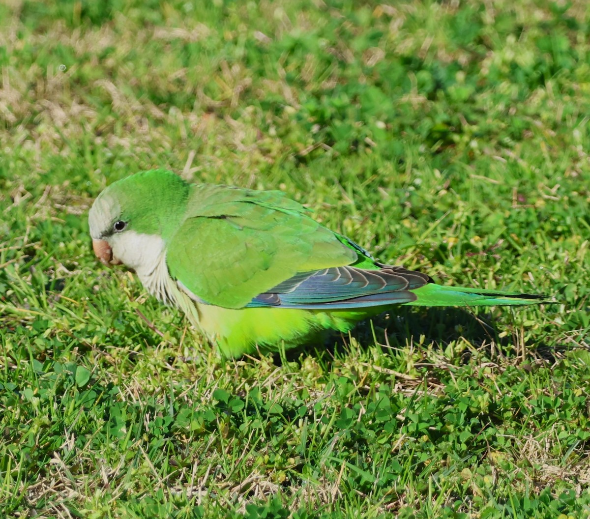 eBird Checklist - 4 Feb 2024 - Galveston--Moody Gardens - 11 species