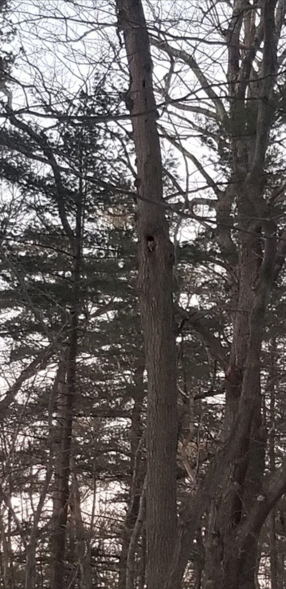 eBird Checklist - 4 Feb 2024 - Canco Woods, Portland - 3 species