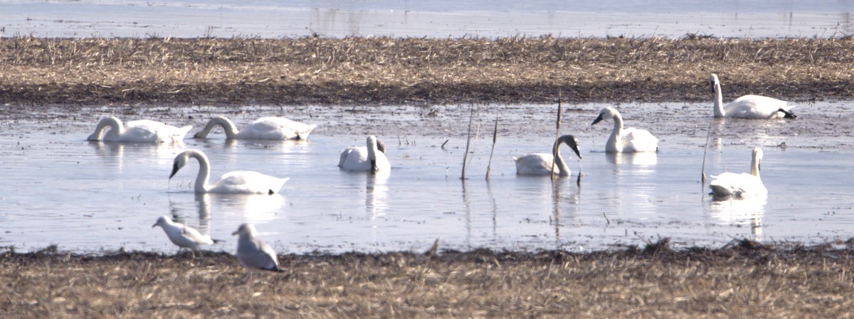 eBird Checklist - 4 Feb 2024 - Savannah Mucklands (Seneca Co.) - 21 species