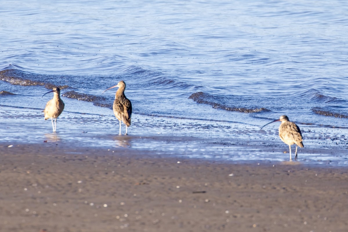 Identification Birds Of Spain Images
