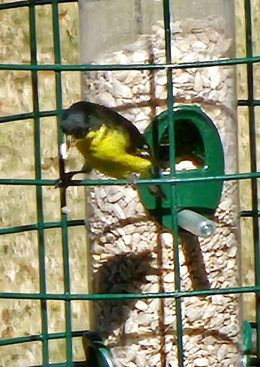 eBird Checklist - 20 Jan 2024 - Joseph Bonnin - 3 species