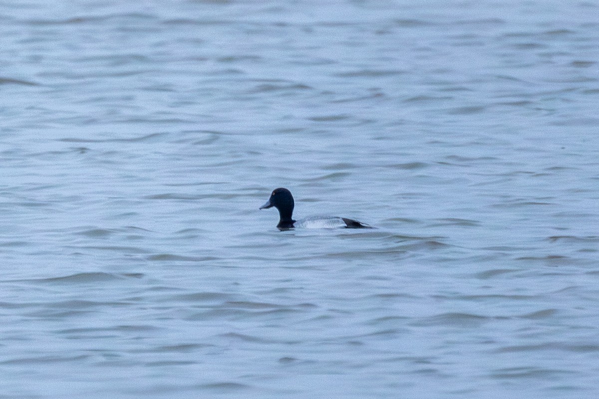 eBird Checklist - 4 Feb 2024 - Hagerman NWR - 66 species
