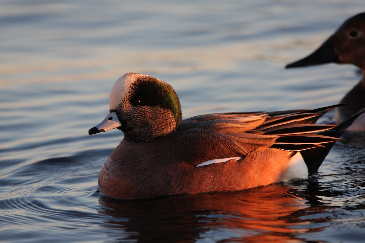 Pennsylvania Bird Atlas Checklist - 4 Feb 2024 - Great Marsh Park (Gerry Boyle Park) - 26 species