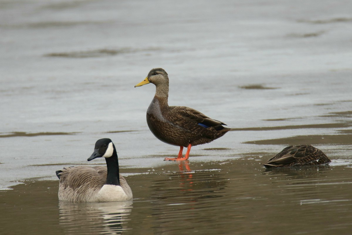 eBird Checklist - 29 Jan 2024 - Lake Decatur--Hot Water Ditch - 1 species