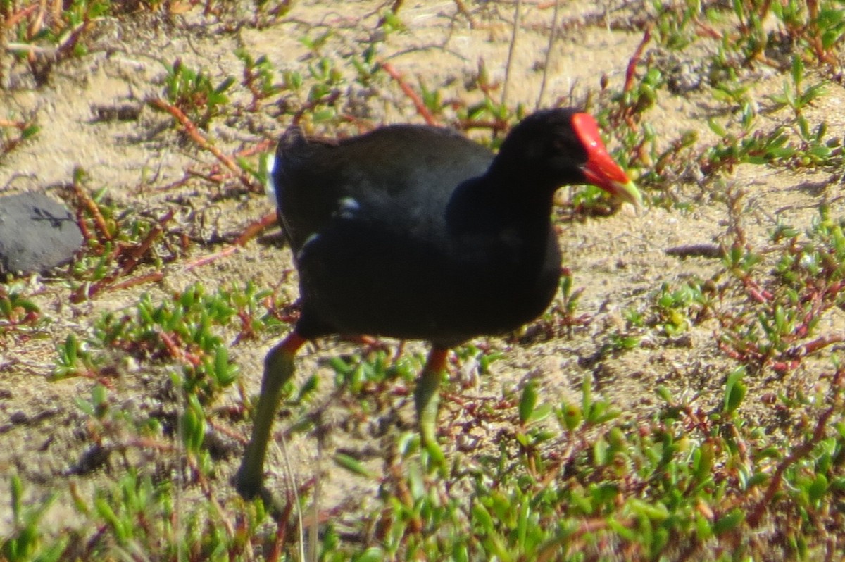 eBird Checklist - 3 Feb 2024 - Kawai'ele State Waterbird Sanctuary - 9 ...