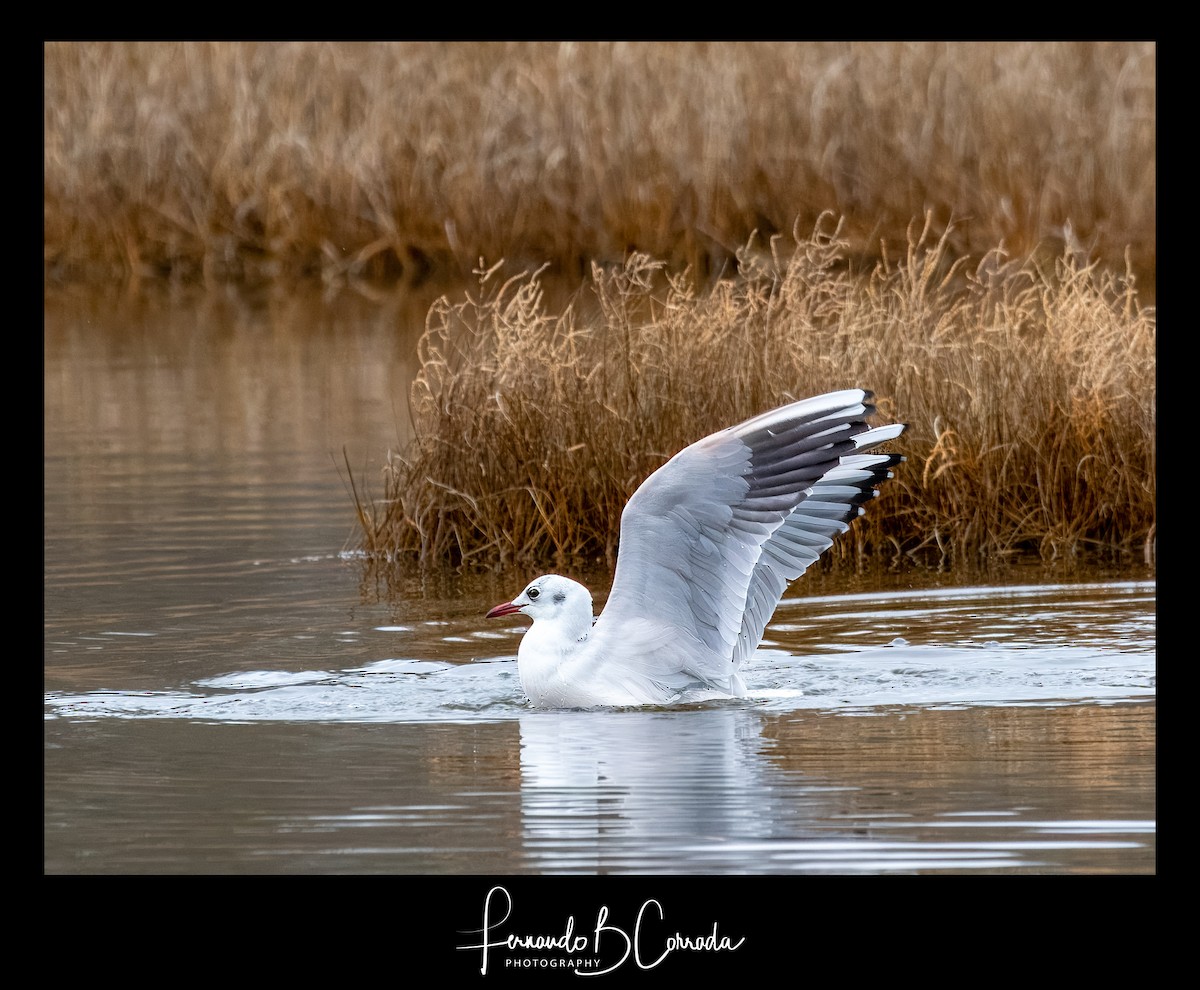 eBird Checklist - 30 Jan 2024 - Barn Island WMA - 37 species