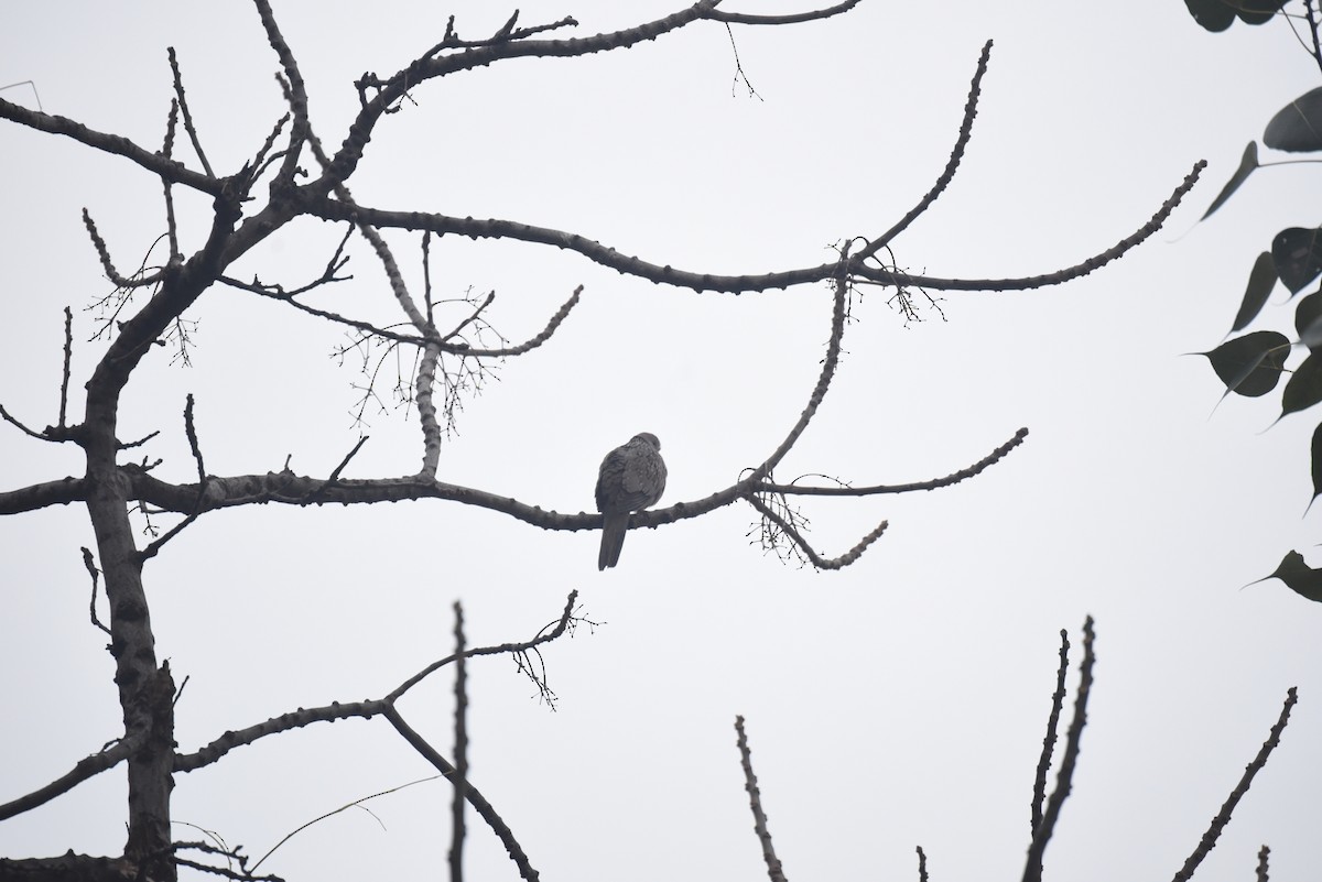 eBird India Checklist - 2 Feb 2024 - Yamuna Biodiversity Park - 87 species