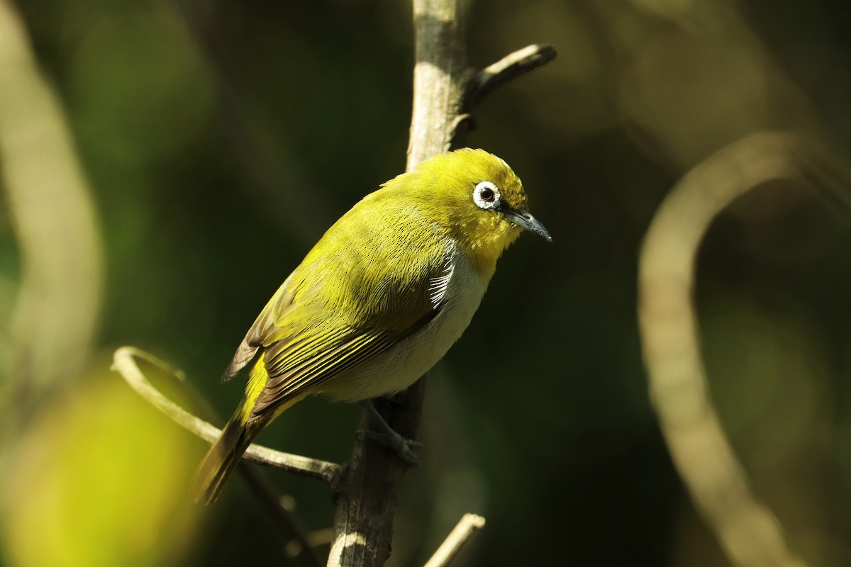 ML614434176 - Indian White-eye - Macaulay Library