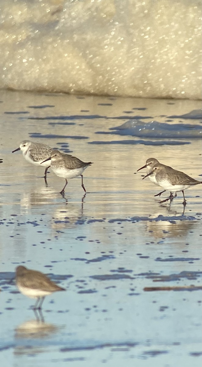 eBird Checklist - 4 Feb 2024 - Parker River NWR - 21 species