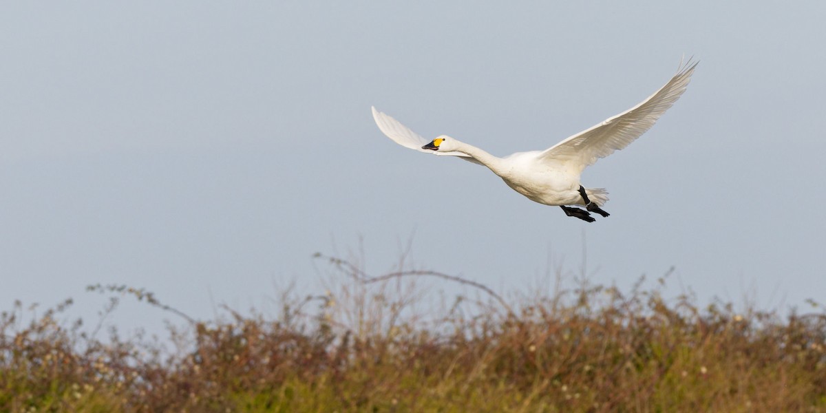 eBird Checklist - 1 Feb 2024 - WWT Slimbridge Wetland Centre - 8 species