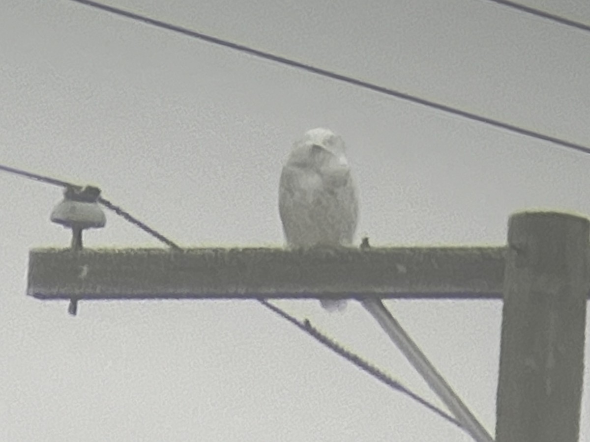 eBird Checklist - 5 Feb 2024 - Bradleyville Rd between M138 and M25 - 4 ...