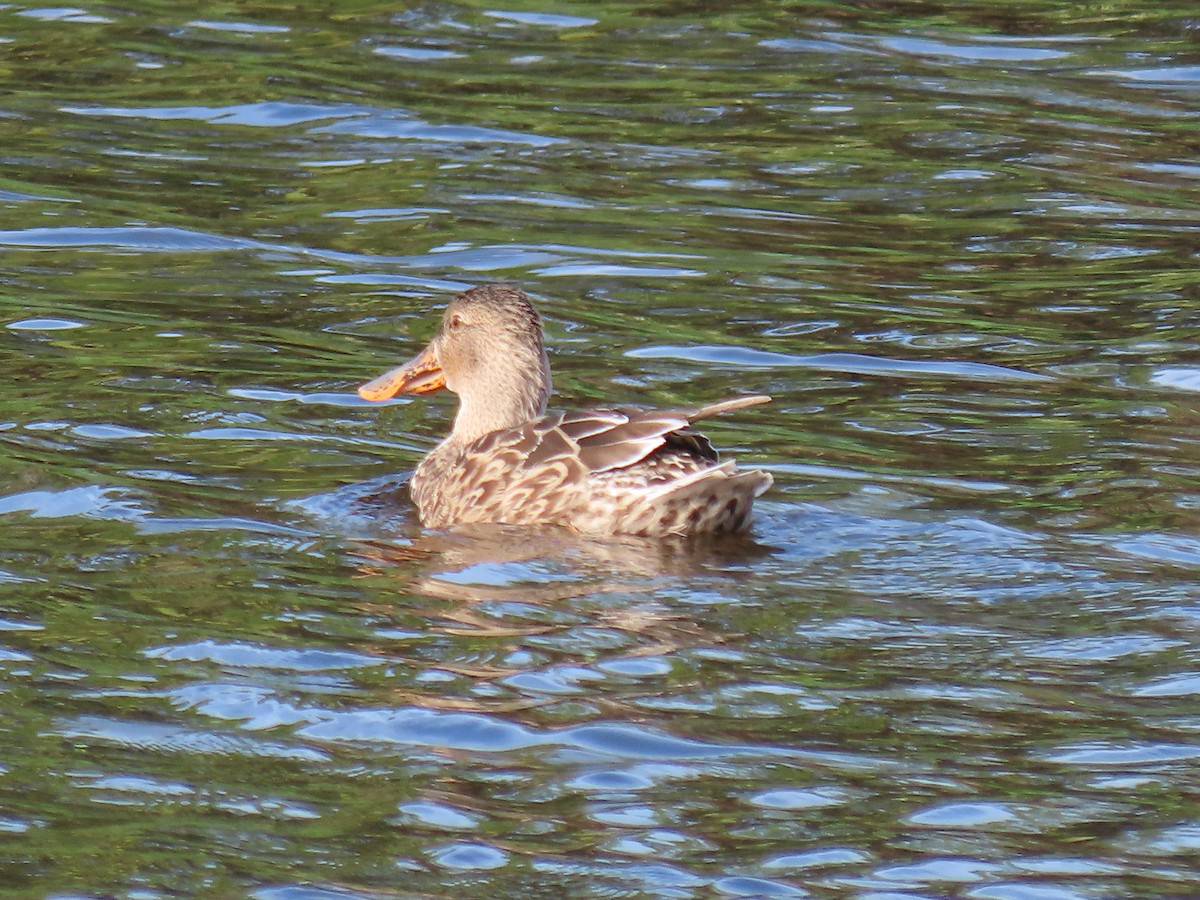 eBird Checklist - 20 Jan 2024 - Peaceful Waters Sanctuary - 50 species