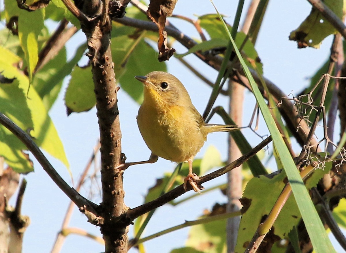 eBird Checklist - 13 Sep 2017 - Arboretum Morgan - 10 species