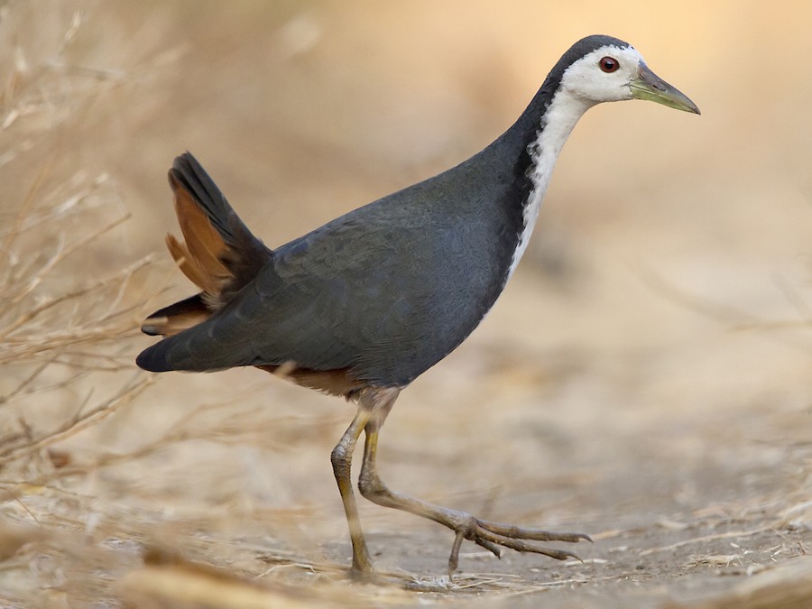 White-breasted Waterhen - eBird