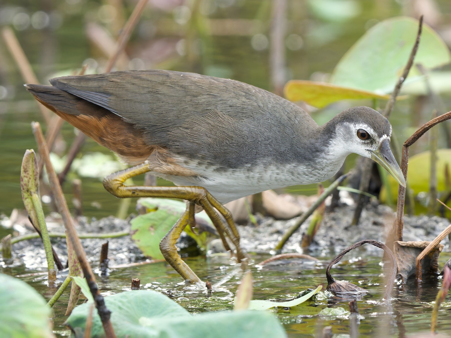 White-breasted Waterhen - eBird