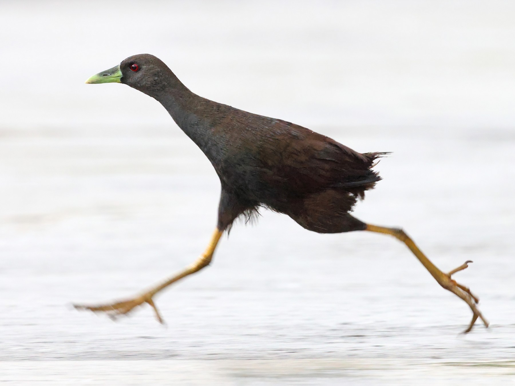 Plain Bush-hen - eBird