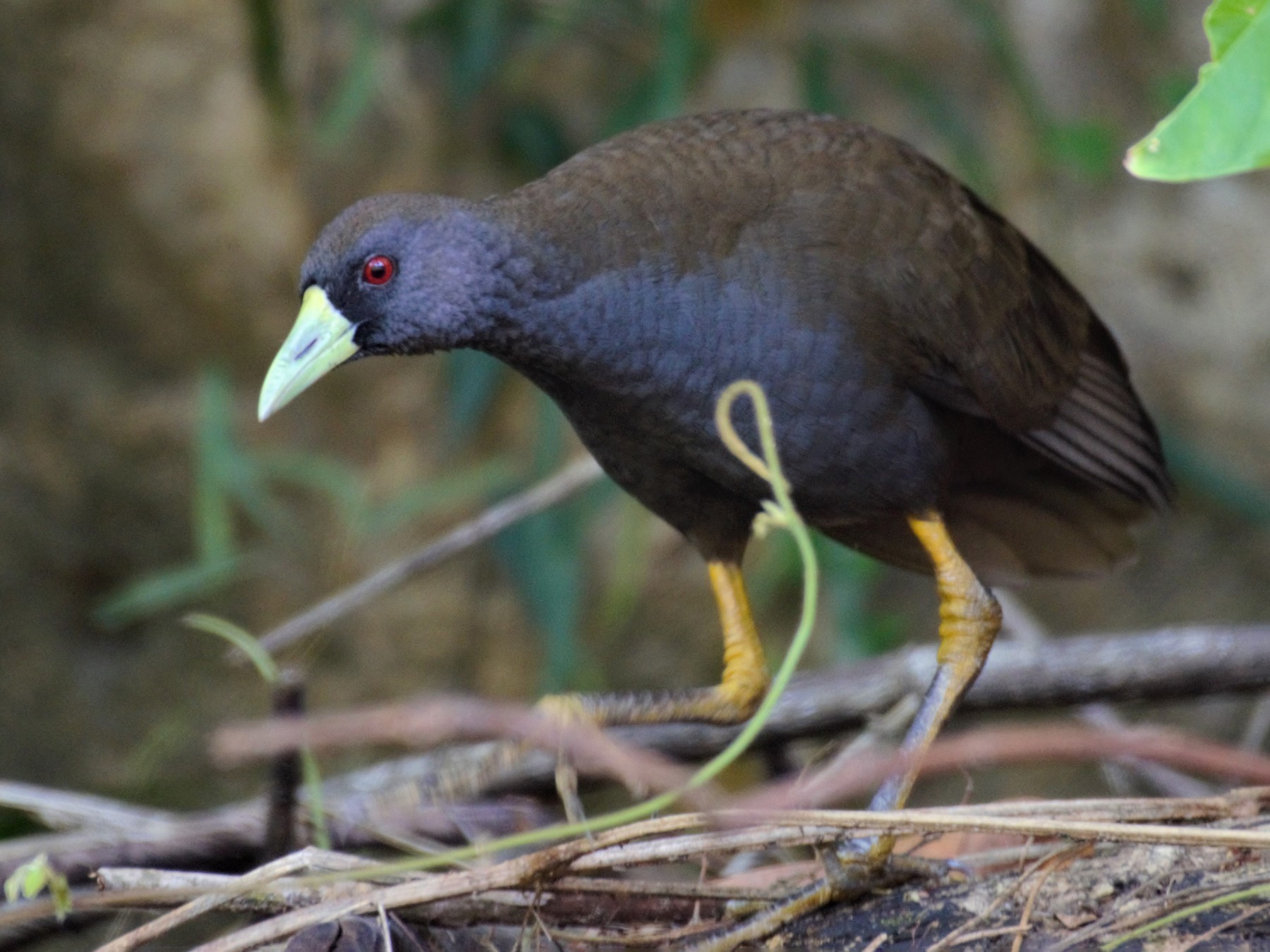 Plain Bush-hen - eBird