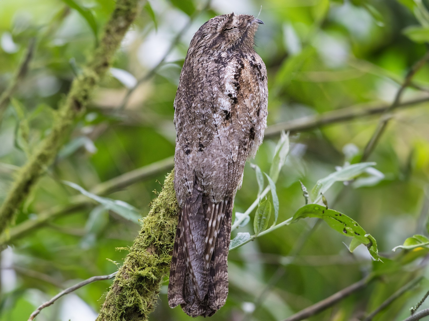 Common Potoo - eBird