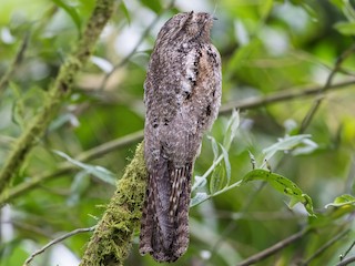 Potoo