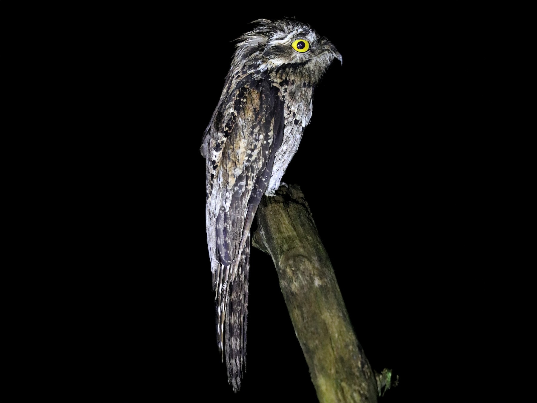Common Potoo - eBird