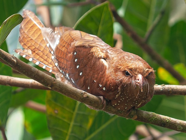 Photos - Oilbird - Steatornis caripensis - Birds of the World