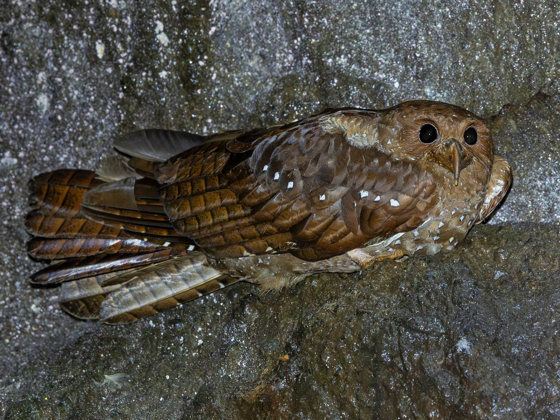 Oilbird - eBird