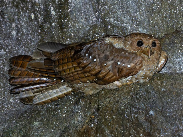 Photos - Oilbird - Steatornis caripensis - Birds of the World