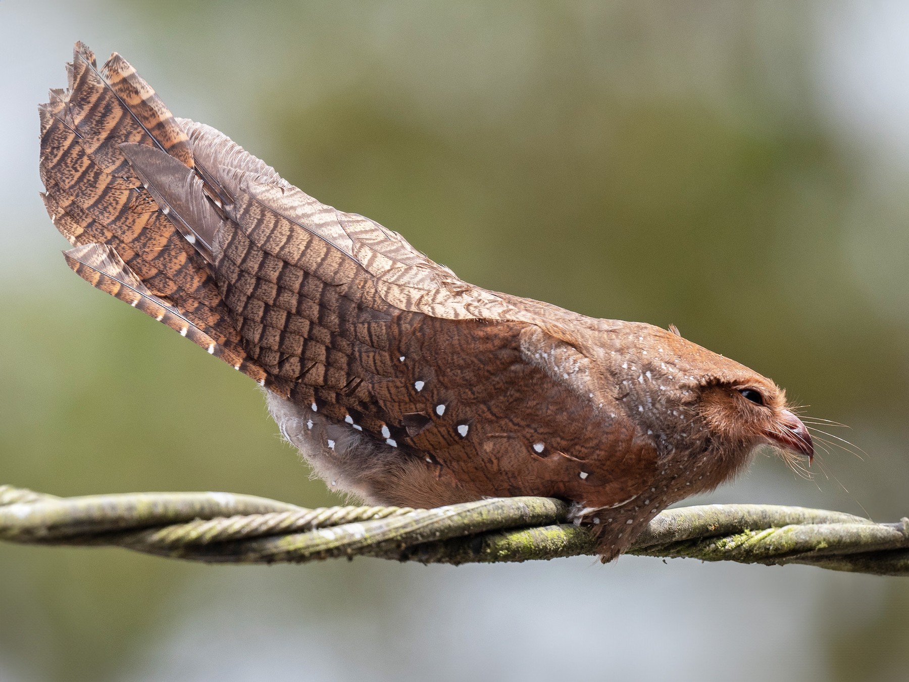 Oilbird - eBird