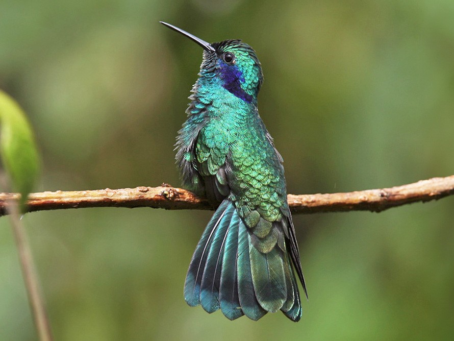 Lesser Violetear - eBird