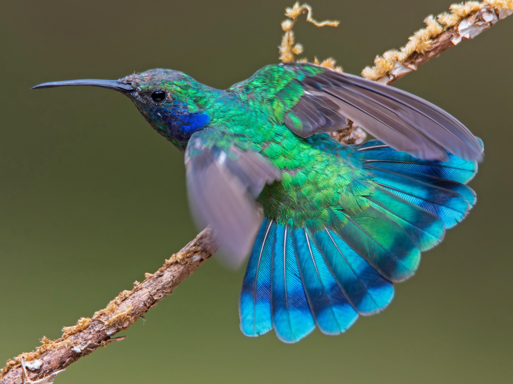 Lesser Violetear - eBird