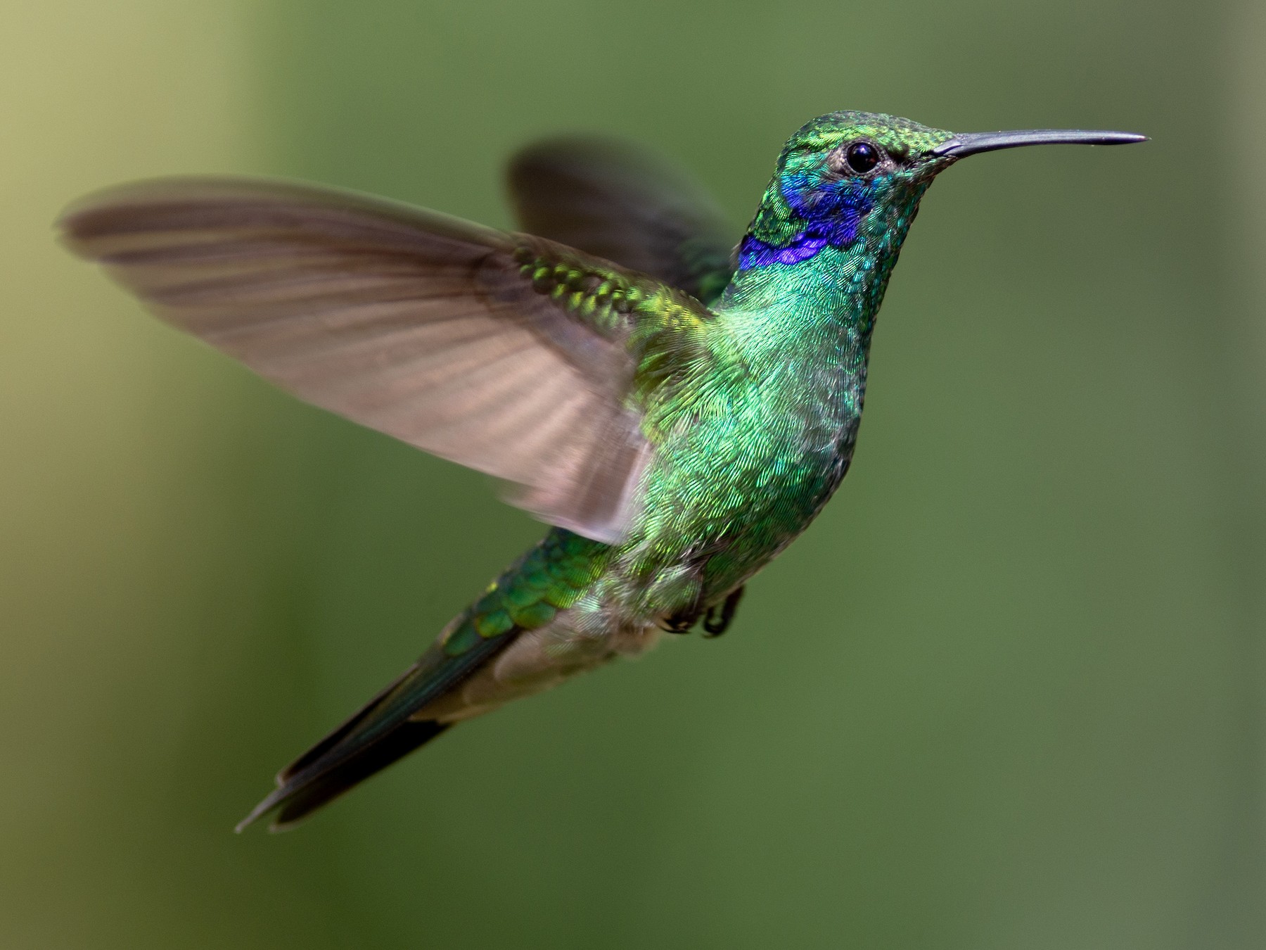 Lesser Violetear - eBird