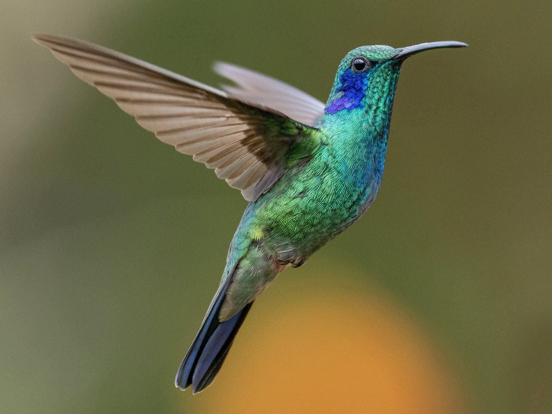 Lesser Violetear - eBird