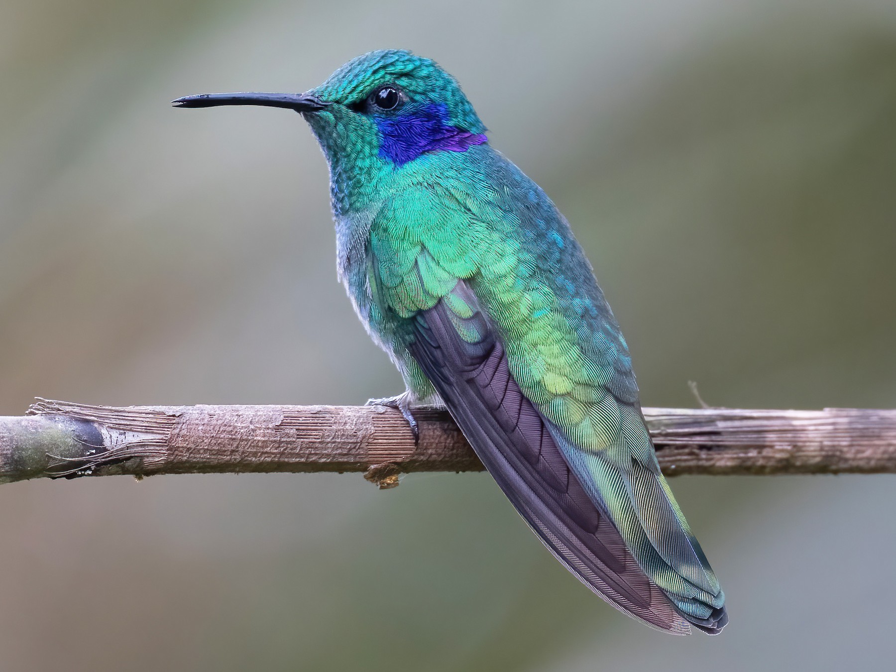 Lesser Violetear - eBird