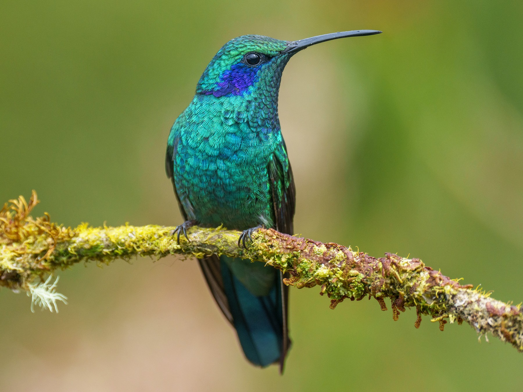 Lesser Violetear - eBird