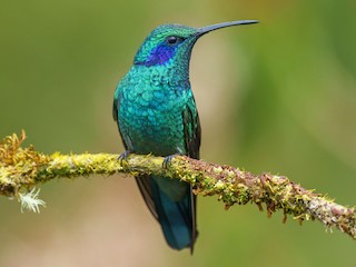 Lesser Violetear - eBird