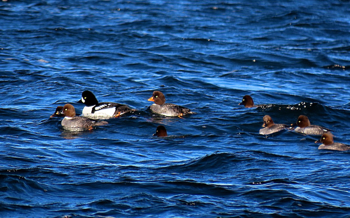 eBird Checklist - 5 Feb 2024 - Colt State Park - 8 species