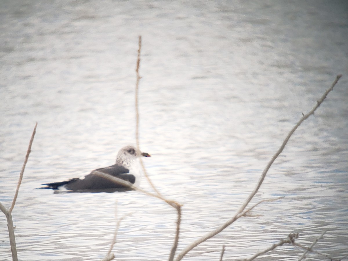 eBird Checklist - 5 Feb 2024 - Silver Lake--southeast access - 32 species